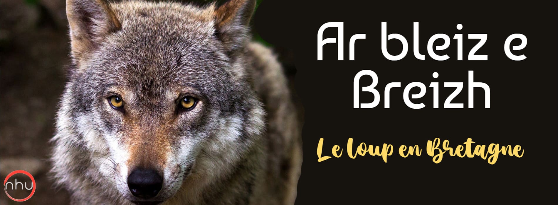 Le loup en Bretagne : le retour ! Où est-il ou sont-ils, depuis quand, les preuves ...